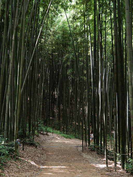 담양 | 유토이미지 검색 결과