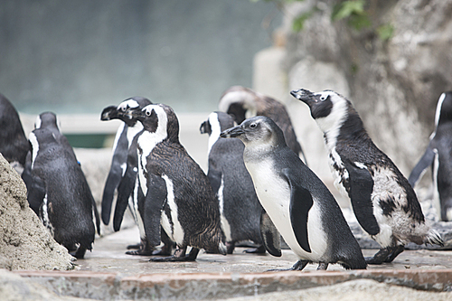 PHO279 | 유토이미지 검색 결과