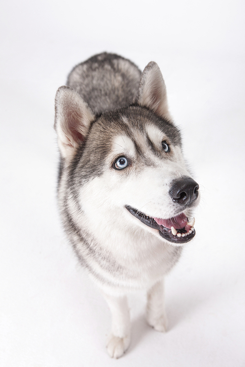 눈동자 | 유토이미지 검색 결과