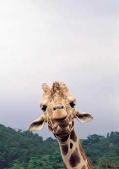 유토이미지 | Close-ups of Animals