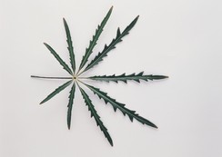 유토이미지 | Leaves