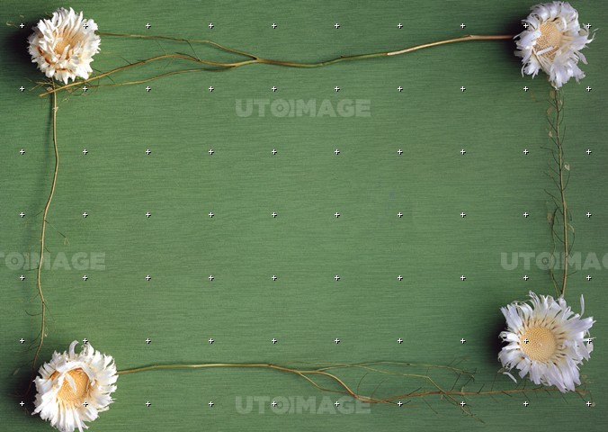 유토이미지 | 상세페이지 | 베이직샵 | 3801611 | Flowers & Leaves