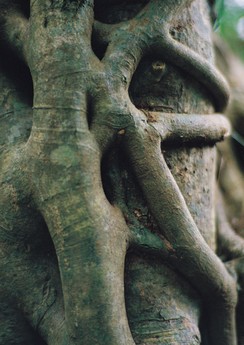 유토이미지 | 상세페이지 | 베이직샵 | 3801818 | Trees & Forests