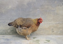 유토이미지 | Villages