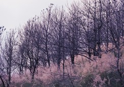 Trees & Forests | 유토이미지 | 상세페이지 | 베이직샵 | 3801872