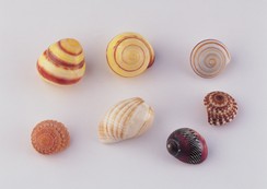 유토이미지 | Shells
