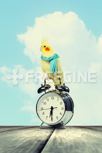 유토이미지 | Parrot sitting on alarm clock