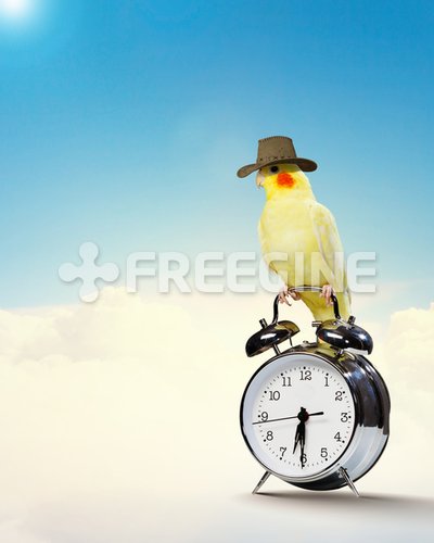 유토이미지 | Parrot sitting on alarm clock