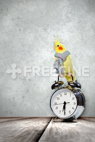 유토이미지 | Parrot sitting on alarm clock