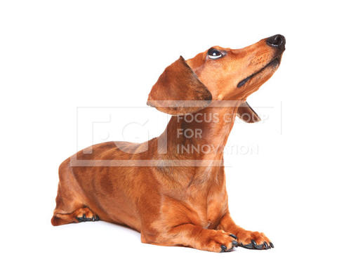 유토이미지 | dachshund dog look up
