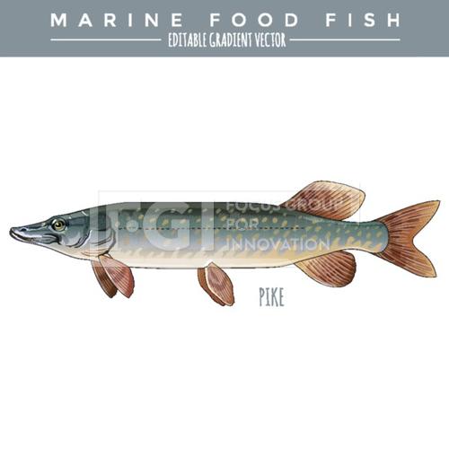 유토이미지 | PIke. Marine Food Fish