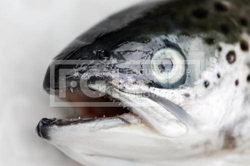 유토이미지 | Salmon fish close up macro head with focus on sharp teaths