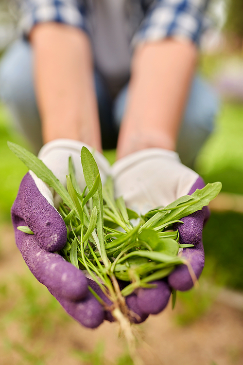 gardening and people concept - happy smiling woman weeding flowerbed at ...