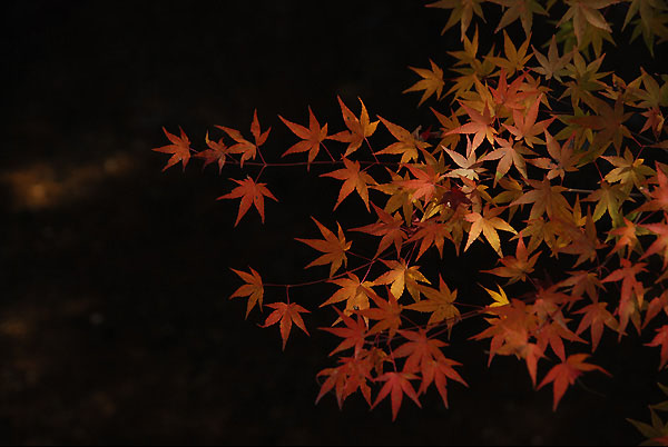 35014-0000056 | 유토이미지 | 상세페이지 | 베이직샵 | 15575477