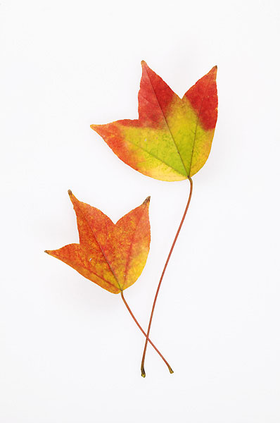 유토이미지 | 35052-0000666