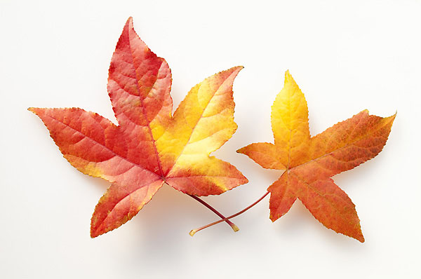 유토이미지 | 35052-0000676