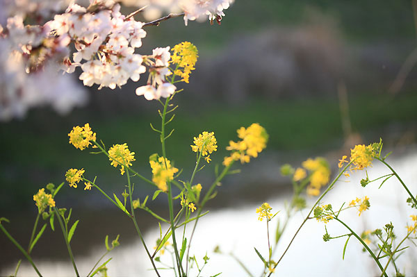 유토이미지 | 상세페이지 | 베이직샵 | 15820198 | 35520-0003370