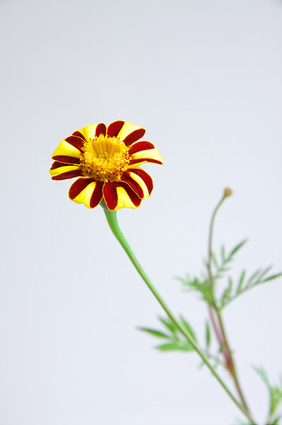 유토이미지 | 35532-0000403