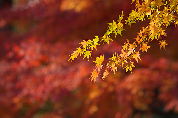 유토이미지 | 35532-0000430