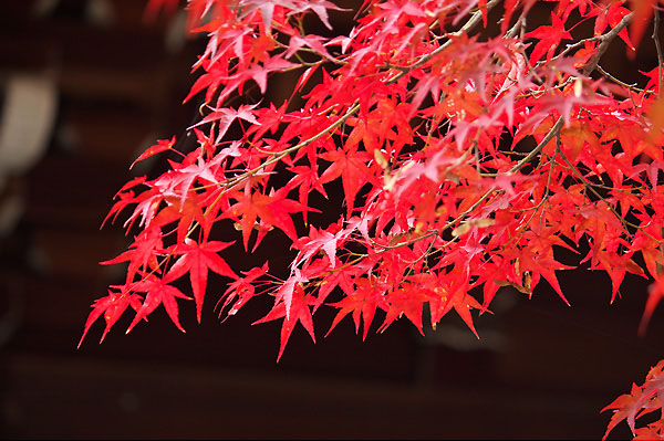 유토이미지 | 상세페이지 | 베이직샵 | 15830921 | 35532-0000433