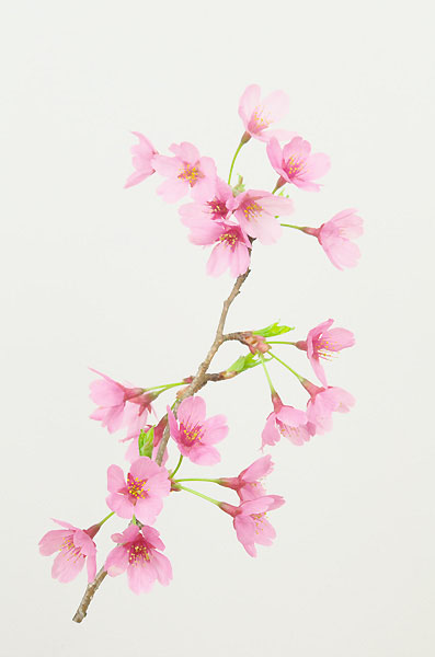 35535-0000083 | 유토이미지 | 상세페이지 | 베이직샵 | 15841871