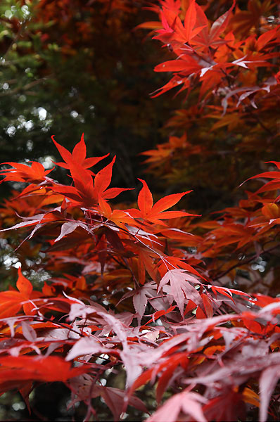 35664-0000536 | 유토이미지 | 상세페이지 | 베이직샵 | 15889775
