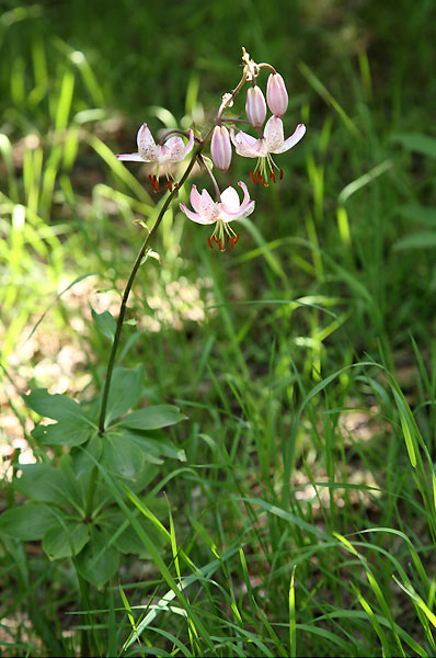 유토이미지 | 상세페이지 | 베이직샵 | 15890708 | 35664-0000744