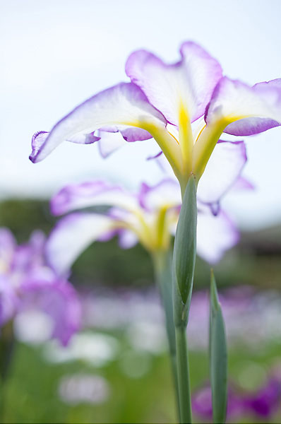 35691-0000745 | 유토이미지 | 상세페이지 | 베이직샵 | 15895150