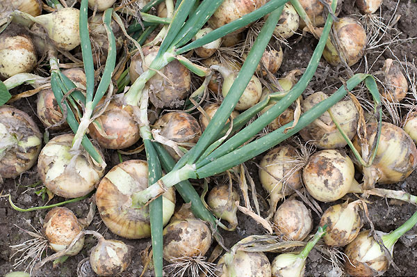 유토이미지 | 35700-0002163