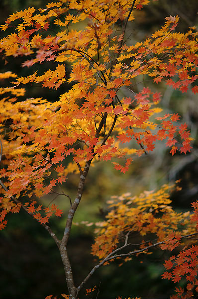 유토이미지 | 36336-0000369