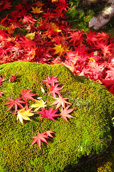 36370-0000405 | 유토이미지 | 상세페이지 | 베이직샵 | 16085734