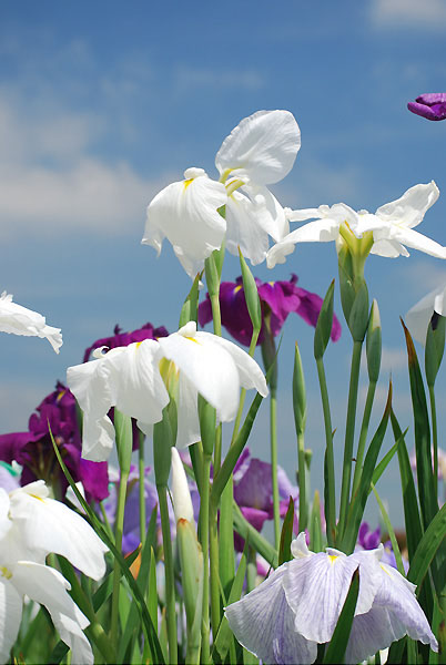 유토이미지 | 상세페이지 | 베이직샵 | 16091183 | 36467-0000005