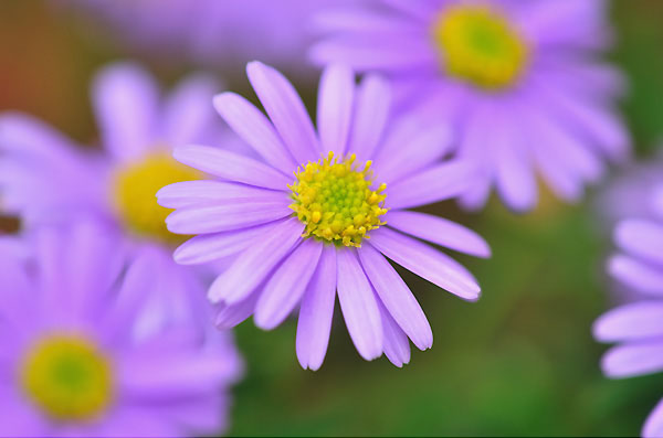 유토이미지 | 상세페이지 | 베이직샵 | 16095217 | 36494-0000009