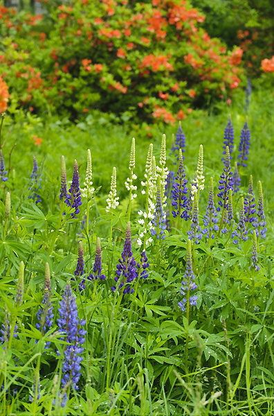 유토이미지 | 상세페이지 | 베이직샵 | 16105739 | 36516-0000170