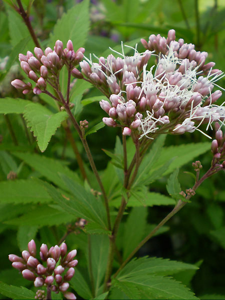 36581-0000213 | 유토이미지 | 상세페이지 | 베이직샵 | 16113327