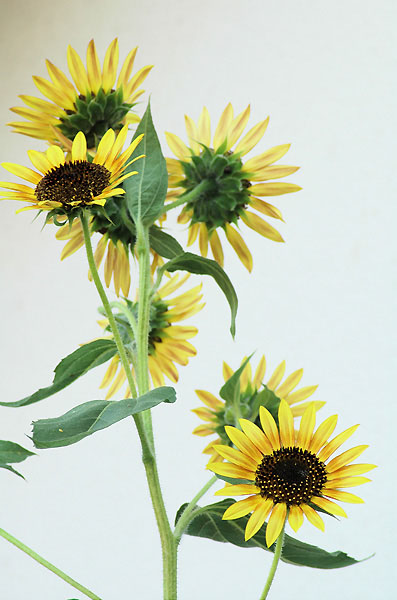 유토이미지 | 36581-0001132