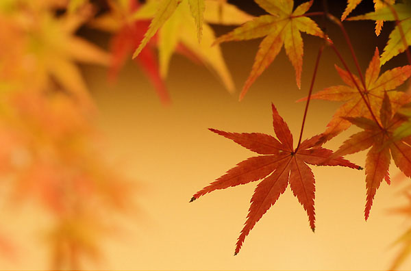 유토이미지 | 36581-0002452