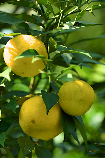 유토이미지 | 36615-0000144