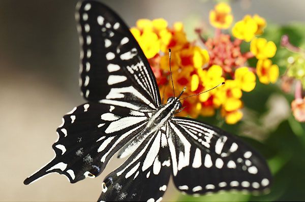 유토이미지 | 상세페이지 | 베이직샵 | 16246260 | 36921-0000707