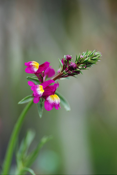 유토이미지 | 상세페이지 | 베이직샵 | 16249974 | 36926-0000447