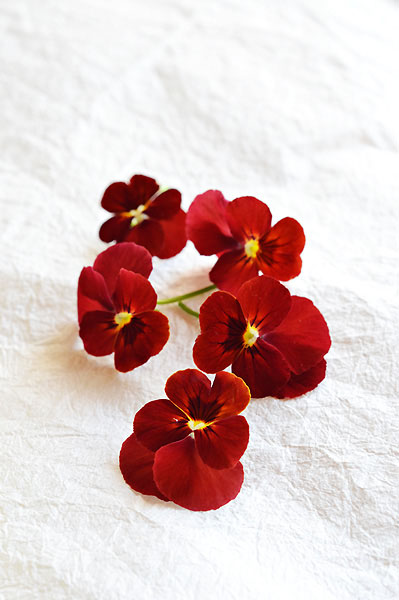 36926-0000816 | 유토이미지 | 상세페이지 | 베이직샵 | 16251335