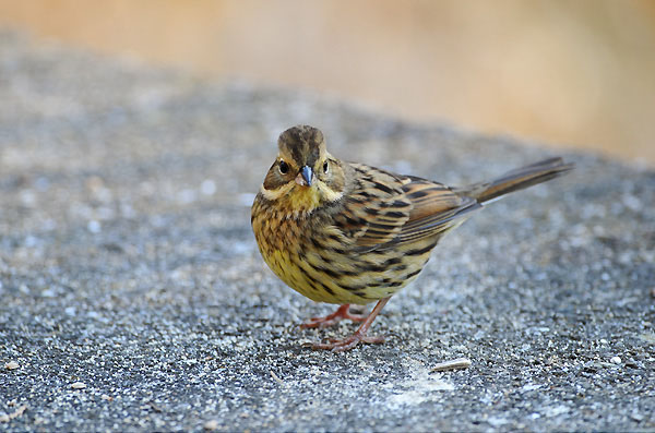 37435-0001600 | 유토이미지 | 상세페이지 | 베이직샵 | 16323495