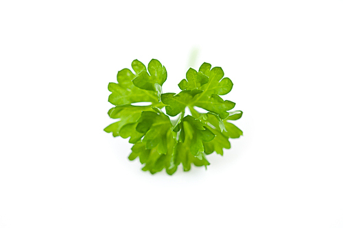 유토이미지 | Chervil sprig