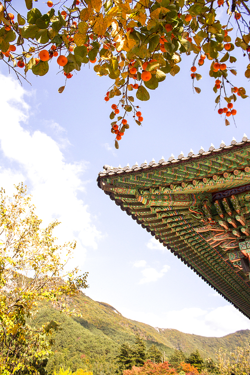 D171107 | 유토이미지 검색 결과