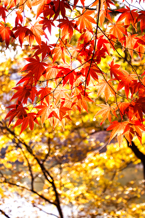 D171107 | 유토이미지 검색 결과