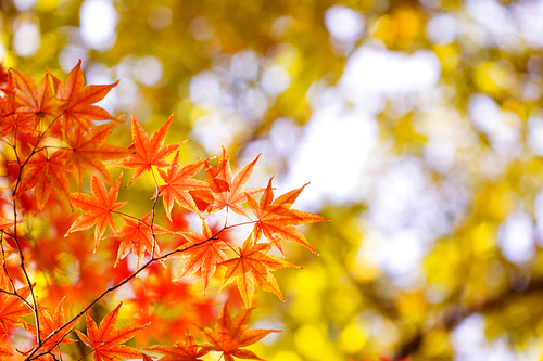 D171107 | 유토이미지 검색 결과