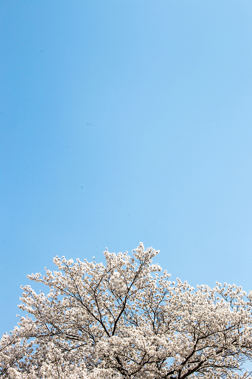 유토이미지 | 봄 꽃 나들이18 (GIONE)