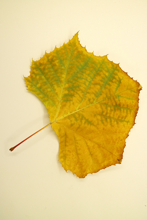 유토이미지 | leaf object_008