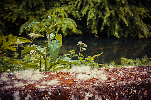 Pollen on a bridge by a river in the forest | 유토이미지 | 상세페이지 | 베이직샵 | 사진 ...