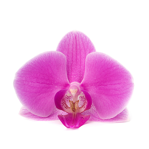 유토이미지 | Single orchid flower isolated on white close up
